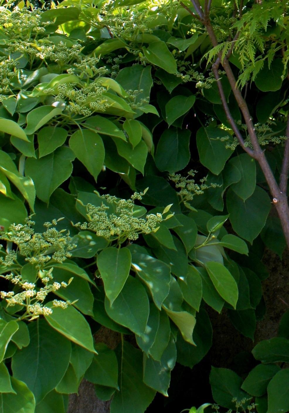 Chinese Hydrangea Vine (Hydrangea macrosepala) in the Hydrangeas ...