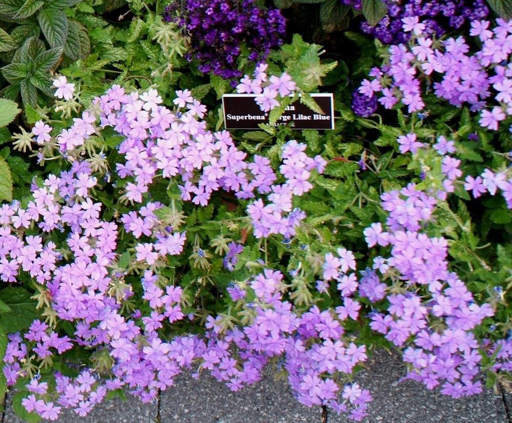 Verbena (Verbena x hybrida Superbena® Large Lilac Blue) - Garden.org