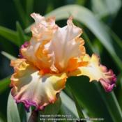 Photo of the bloom of Tall Bearded Iris (Iris 'Expect Wonders') posted ...