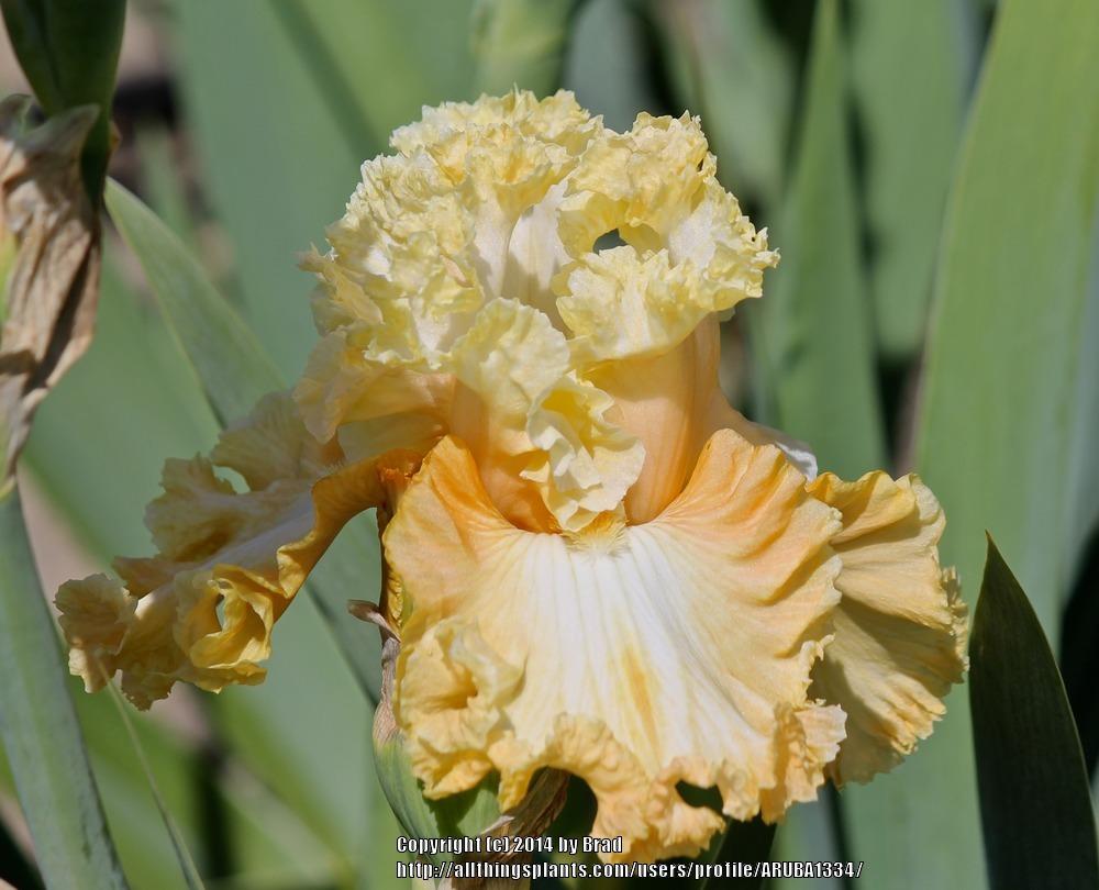 Photo of the bloom of Tall Bearded Iris (Iris 'Fashion Designer ...