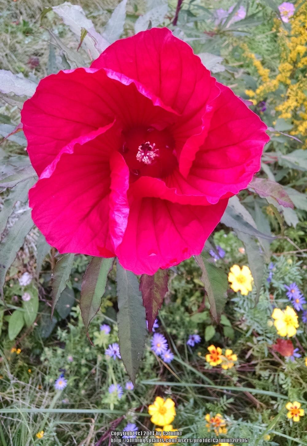 Photo of the bloom of Hybrid Hardy Hibiscus (Hibiscus 'Fireball ...