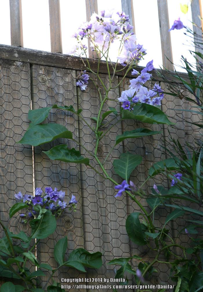Photo of the entire plant of Costa Rica Nightshade (Solanum wendlandii ...