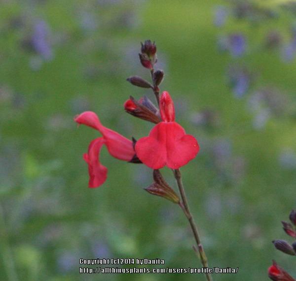 Photo of the bloom of Autumn Sage (Salvia greggii 'Lipstick') posted by ...