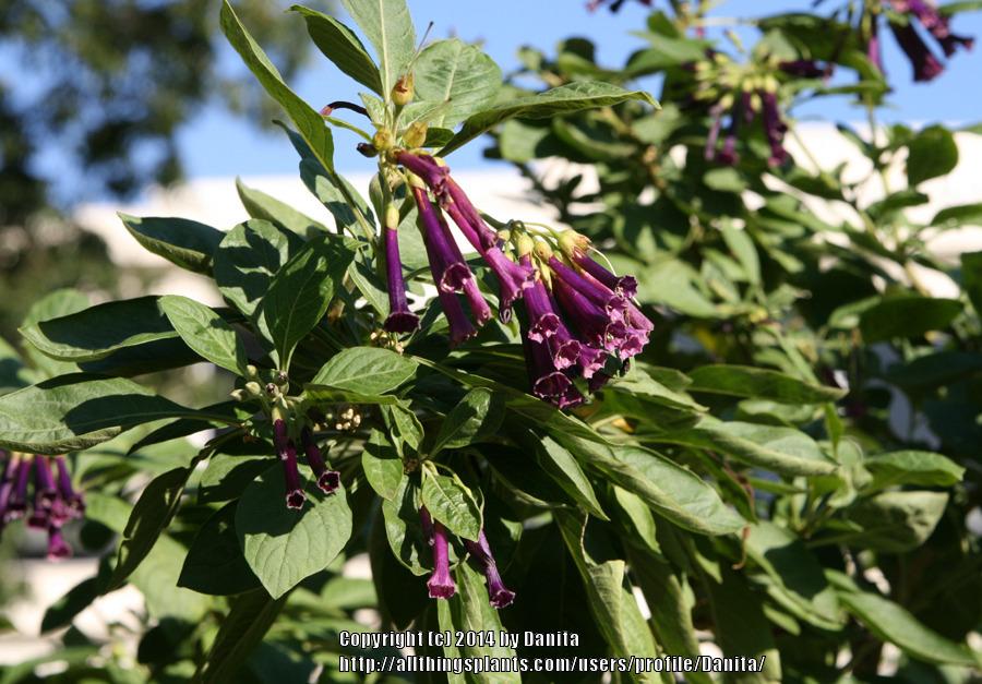 Iochroma (Iochroma cyaneum 'Purple Queen') - Garden.org