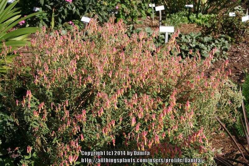 Photo of the entire plant of Black Eyed Cuphea (Cuphea cyanea) posted ...