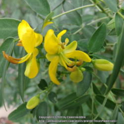 Tree Senna (Senna corymbosa) - Garden.org
