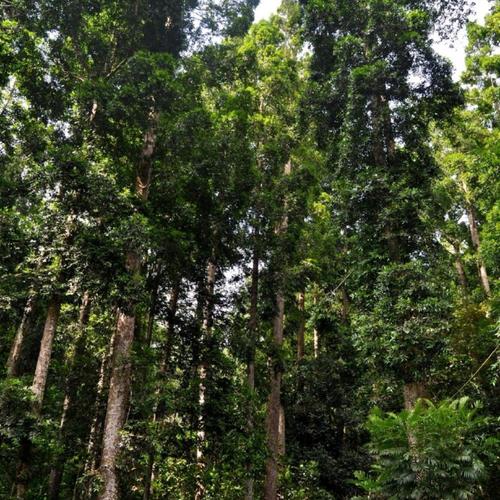 Amboyna Pine (Agathis dammara) - Garden.org