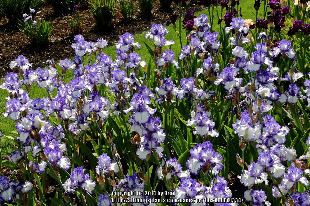 Photo of the bloom of Tall Bearded Iris (Iris 'Ink Patterns') posted by ...