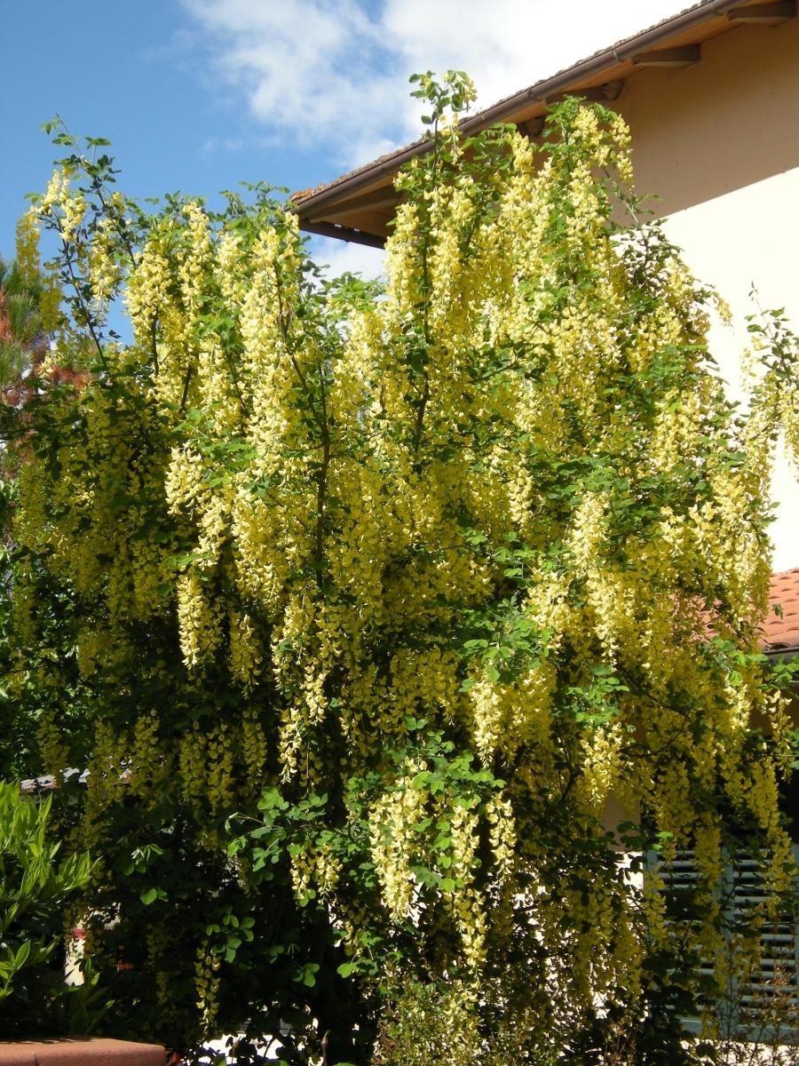 Adam's Laburnum (Laburnocytisus adamii) - Garden.org