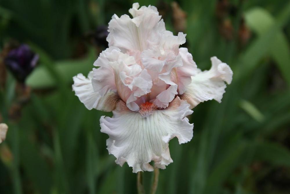 Photo of the bloom of Tall Bearded Iris (Iris 'Rite of Passage') posted ...