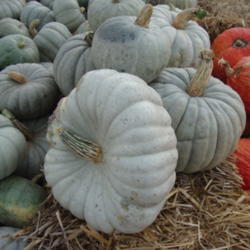 Pumpkin (Cucurbita pepo 'Blue Doll') in the Gourds, Squashes and ...