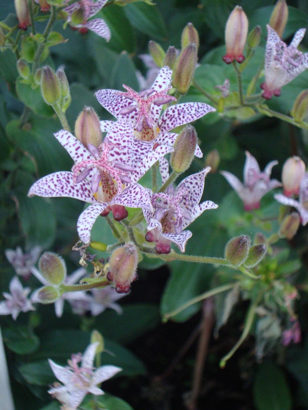 Photo of the bloom of Japanese Toad Lily (Tricyrtis hirta) posted by ...