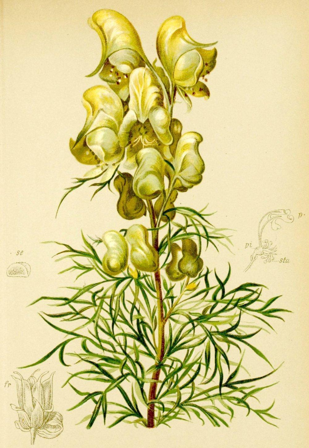 Photo of the bloom of Yellow Monkshood (Aconitum anthora) posted by ...