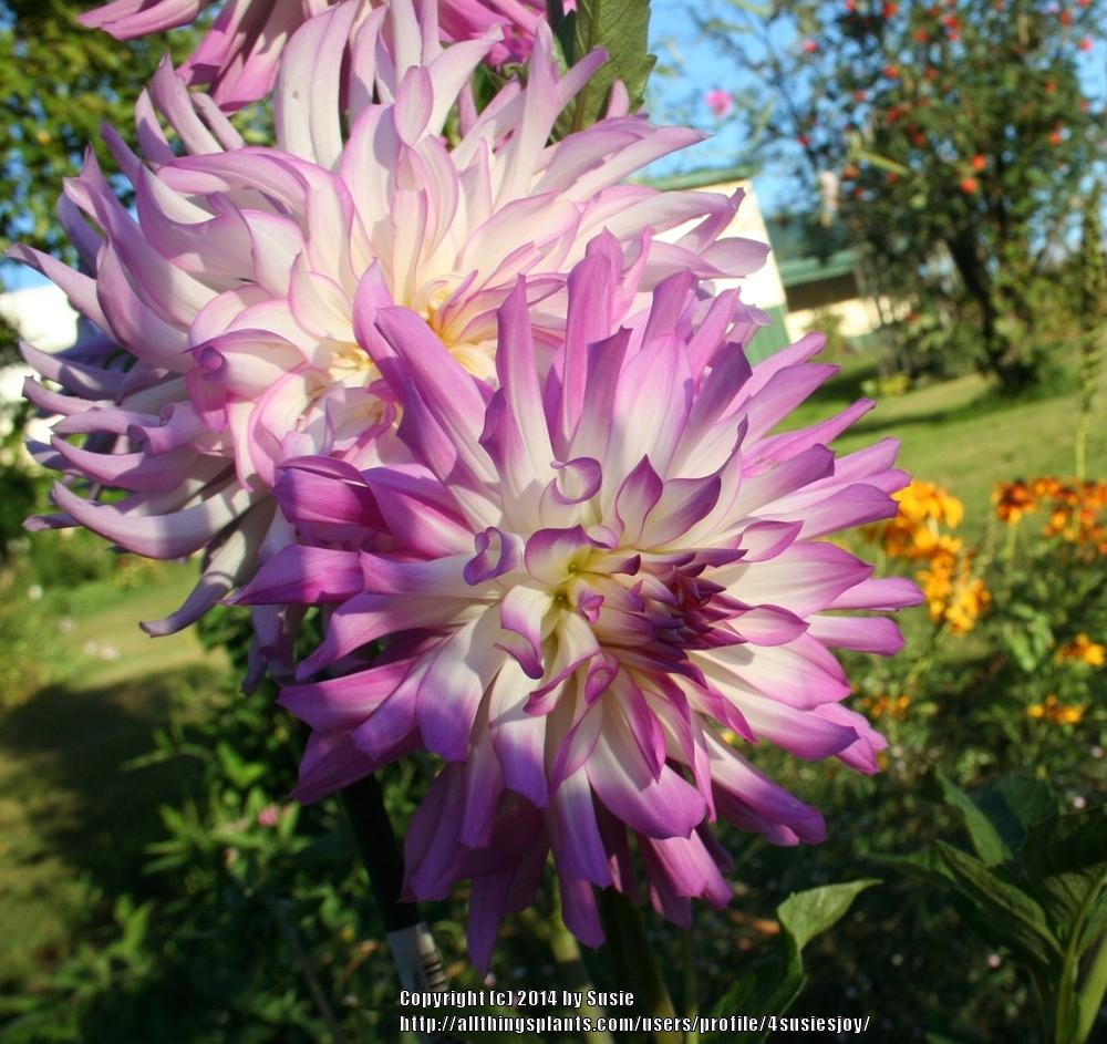 Photo of the bloom of Dahlia 'Orchid Lace' posted by 4susiesjoy ...