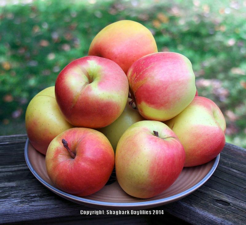 Apple (Malus domestica 'Blushing Golden') in the Apples Database ...