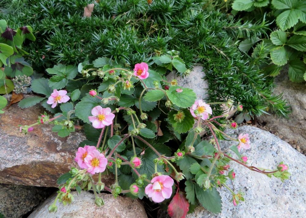Photo of the closeup of buds, sepals and receptacles of Strawberry ...