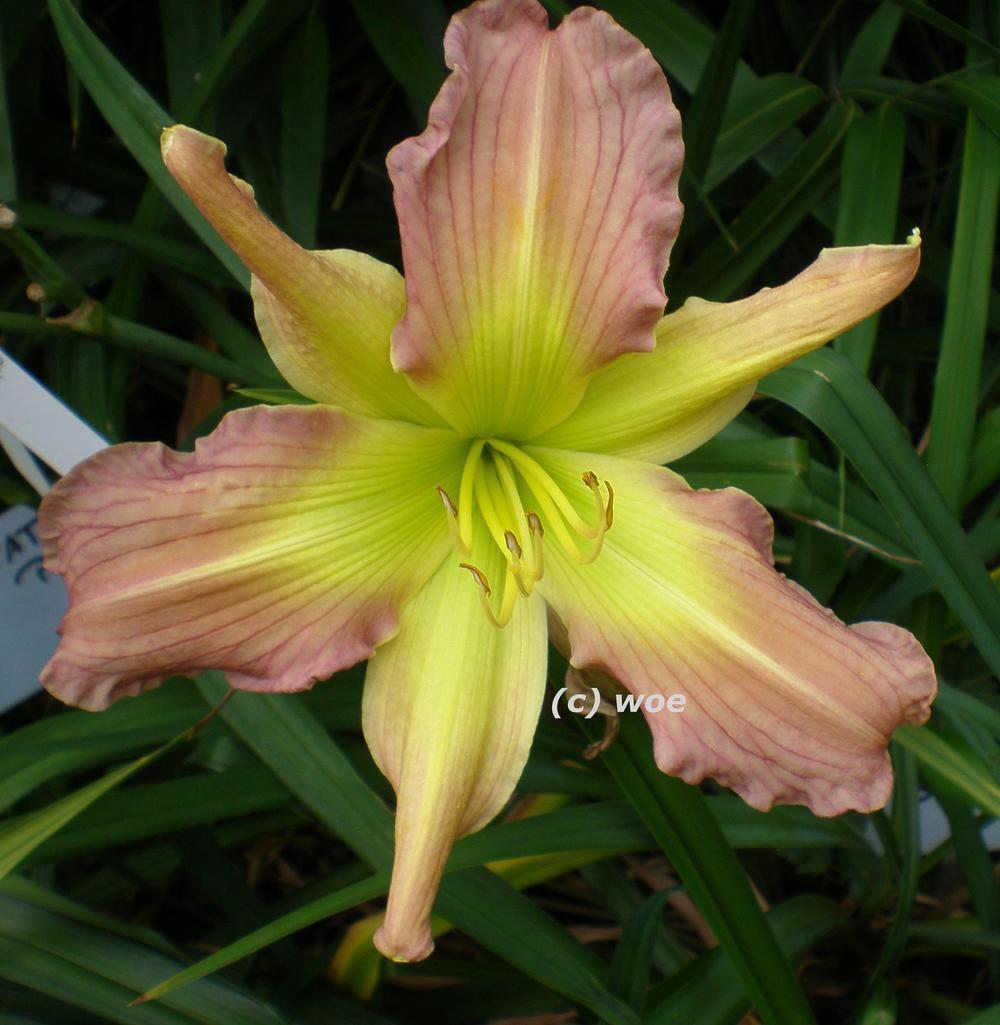 Photo of the bloom of Daylily (Hemerocallis 'Prague Spring') posted by ...