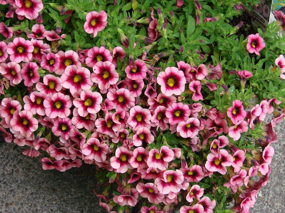 Calibrachoas: Plant Care and Collection of Varieties - Garden.org