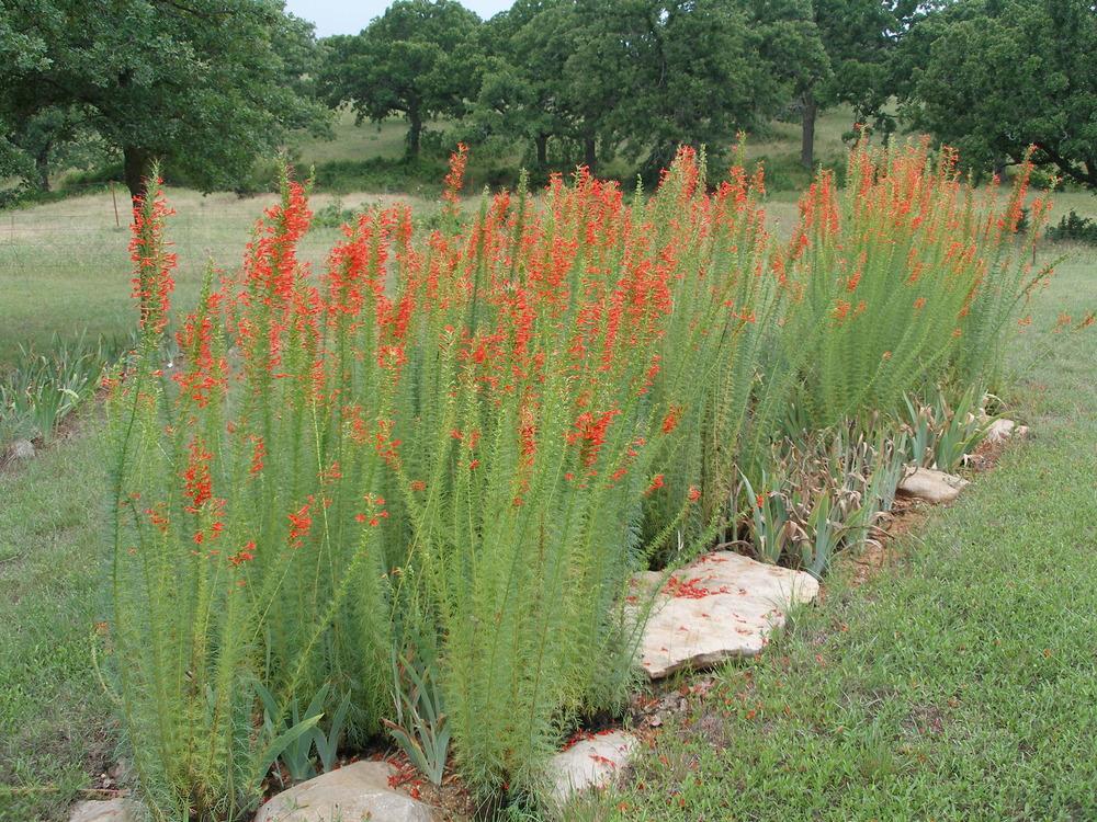 Photo of the entire plant of Standing Cypress (Ipomopsis rubra) posted ...