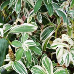 Variegated Spiral Ginger (Costus arabicus 'Variegatus') - Garden.org