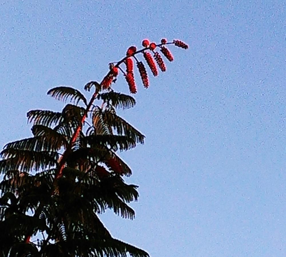 Photo of the bloom of Colville's Glory Tree (Colvillea racemosa) posted ...