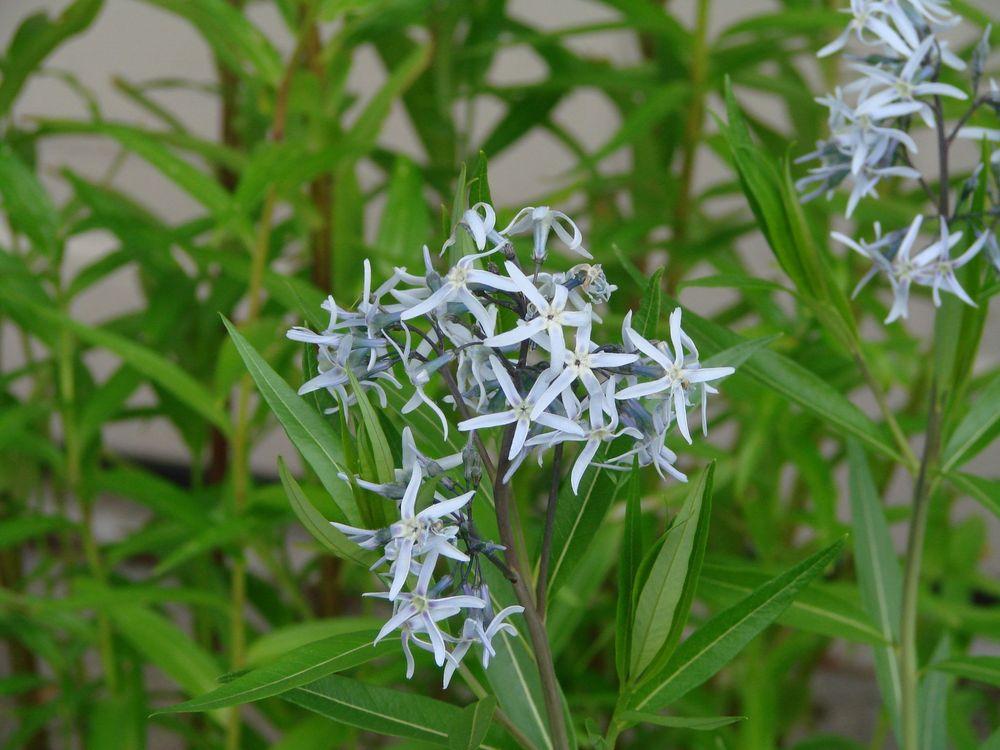 Photo of the bloom of Willow Amsonia (Amsonia tabernaemontana) posted ...