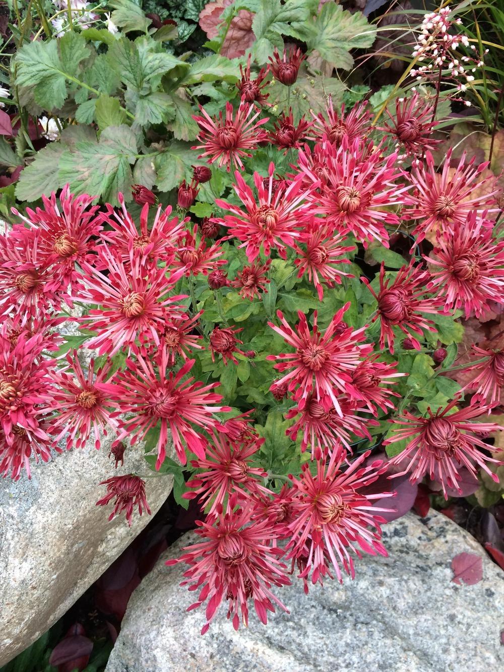 Photo of the bloom of Mum (Chrysanthemum 'Red Carousel') posted by ...