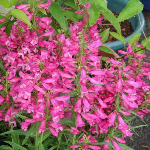 Pride of the Mountain (Penstemon barbatus 'Riding Hood Hot Pink') in ...