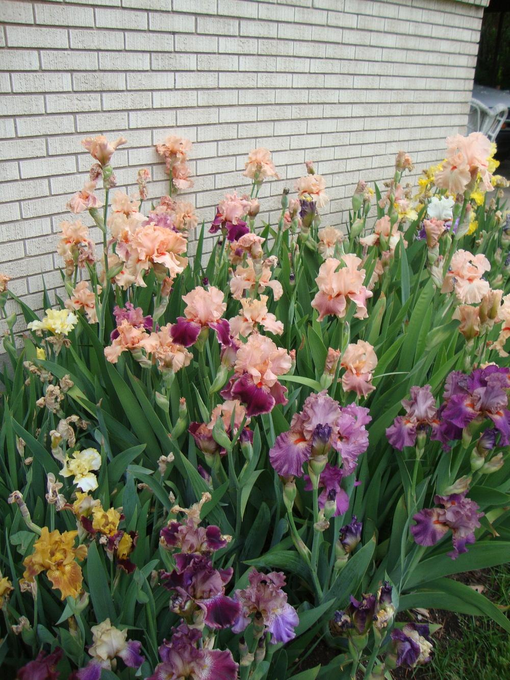 Starting iris seeds. in the Irises forum - Garden.org