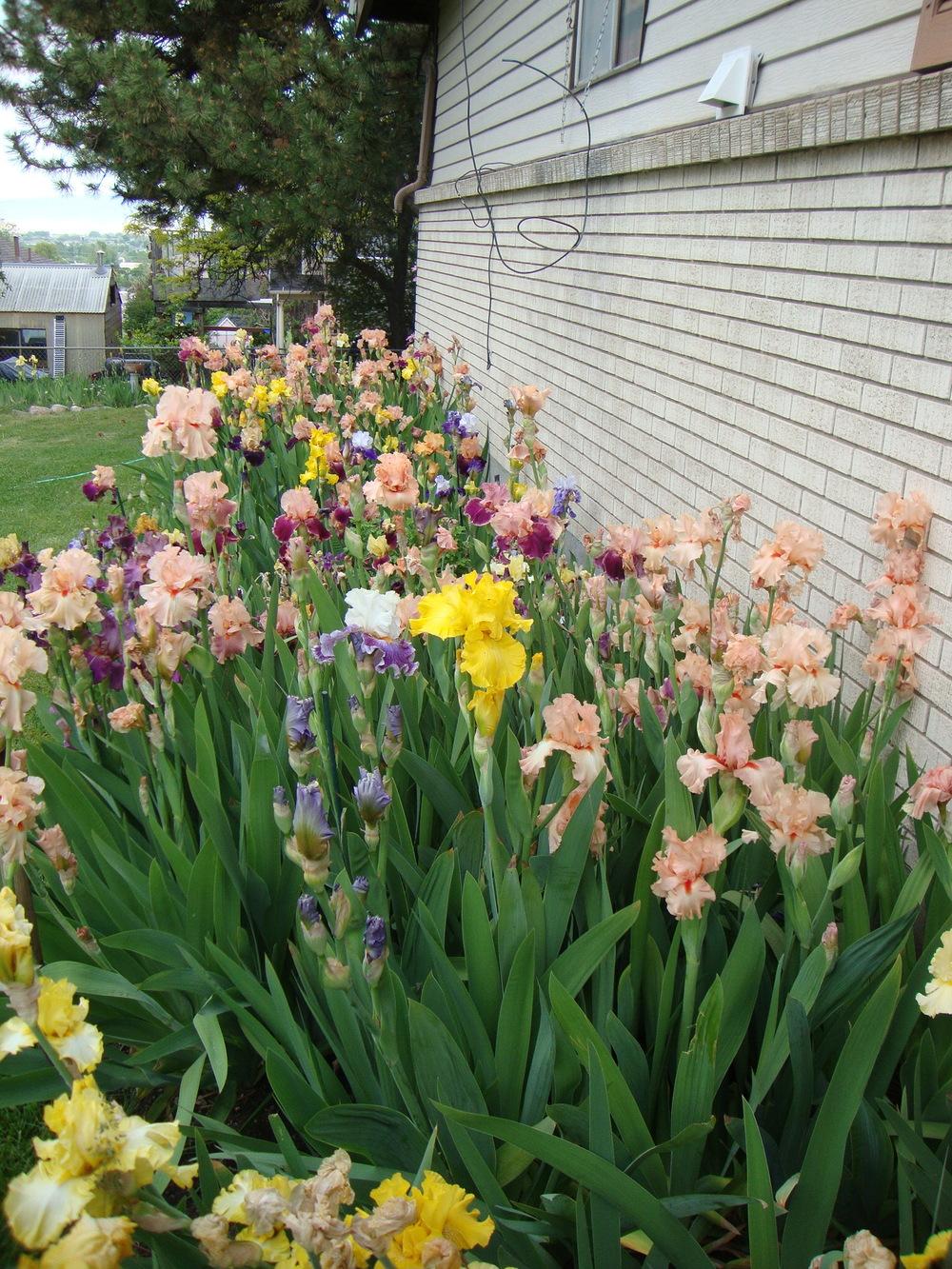 Starting iris seeds. in the Irises forum - Garden.org