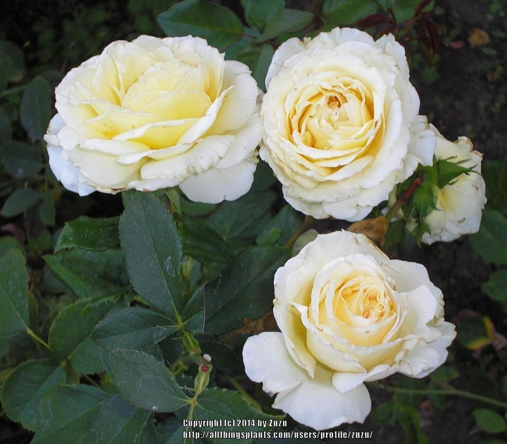 Rose (Rosa 'Lilian Baylis') in the Roses Database - Garden.org