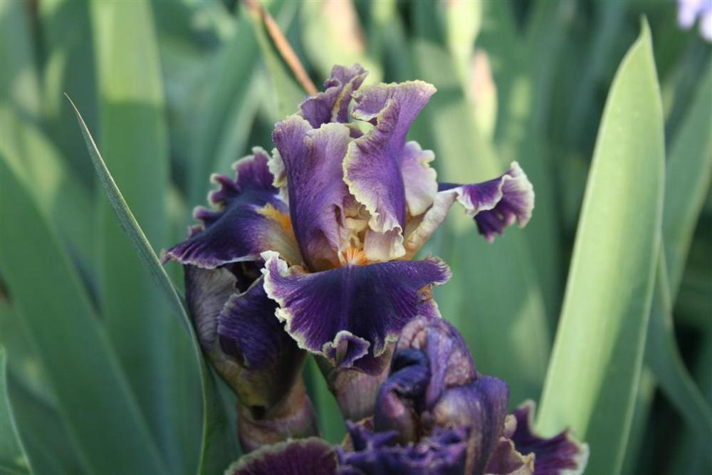 Photo of the bloom of Tall Bearded Iris (Iris 'Secret Recipe') posted ...