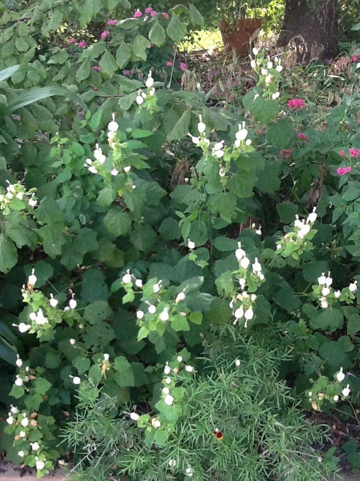 Photo of the entire plant of Turk's Cap (Malvaviscus arboreus var. drummondii 'White Lightning ...