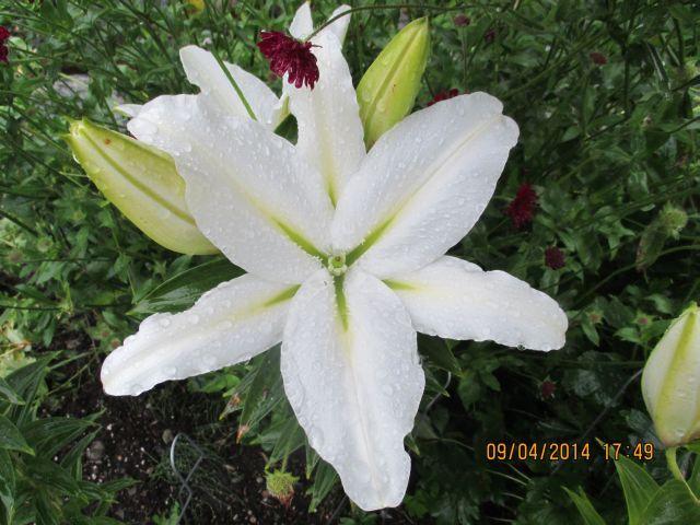 Lily (Lilium 'Ice Dancer') in the Lilies Database - Garden.org