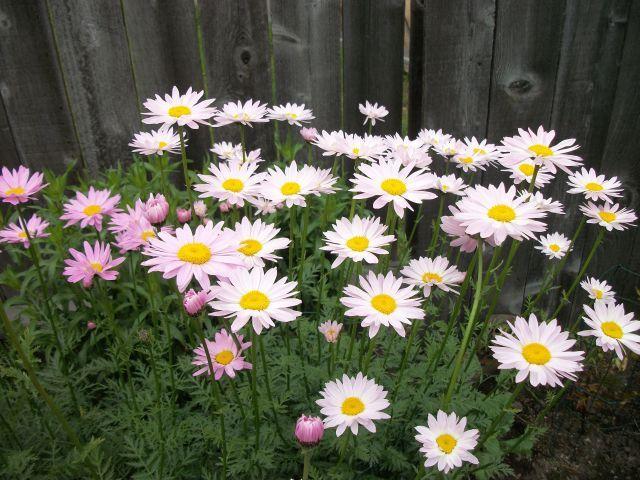 Photo of the bloom of Painted Daisy (Tanacetum coccineum 'Robinson's ...