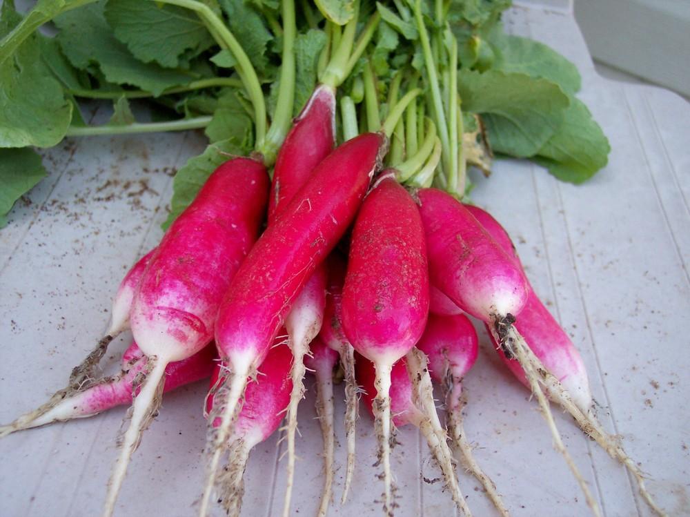 Radish (Raphanus sativus 'Patricia') in the Radishes Database - Garden.org