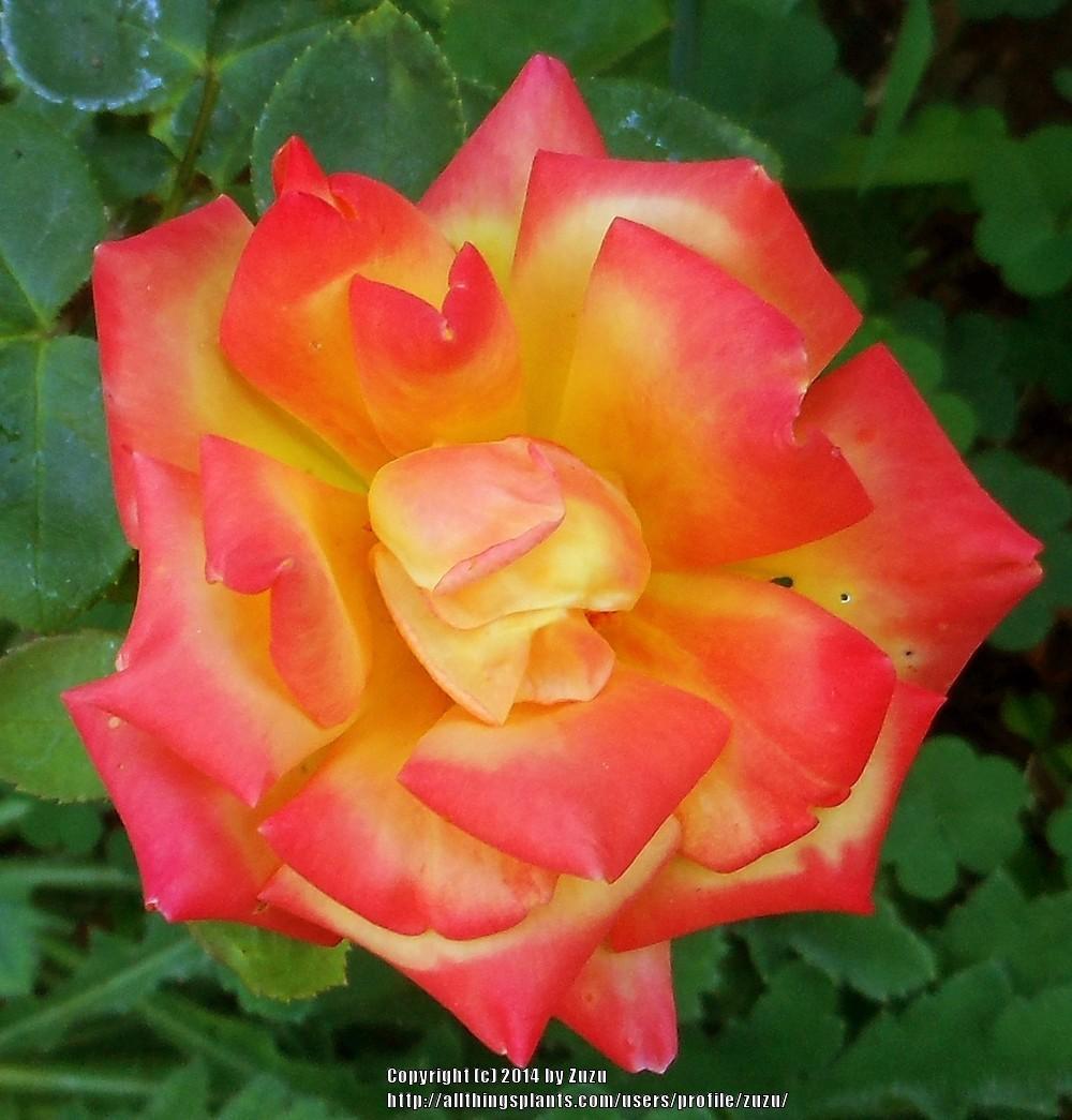 Rose (Rosa 'Mighty Moe') in the Roses Database - Garden.org