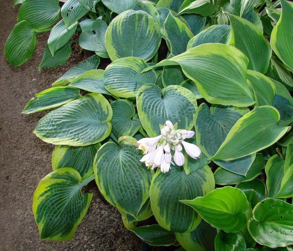 Photo of the entire plant of Hosta 'Diana Remembered' posted by Joy ...