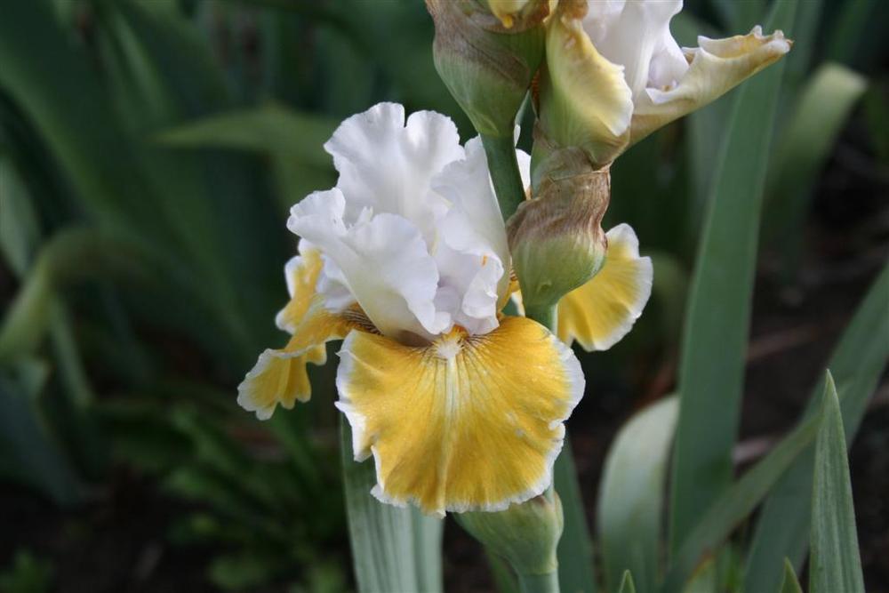 Photo of the bloom of Tall Bearded Iris (Iris 'Sofia') posted by KentPfeiffer - Garden.org