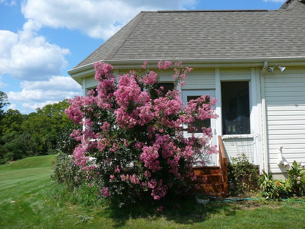 Photo of the entire plant of Crape Myrtle (Lagerstroemia indica 'Hopi ...