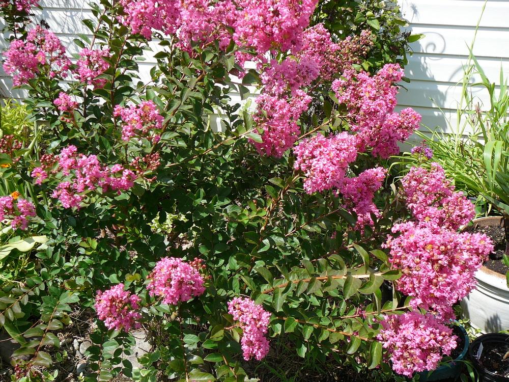 Crepe Myrtles: Plant Care and Collection of Varieties - Garden.org