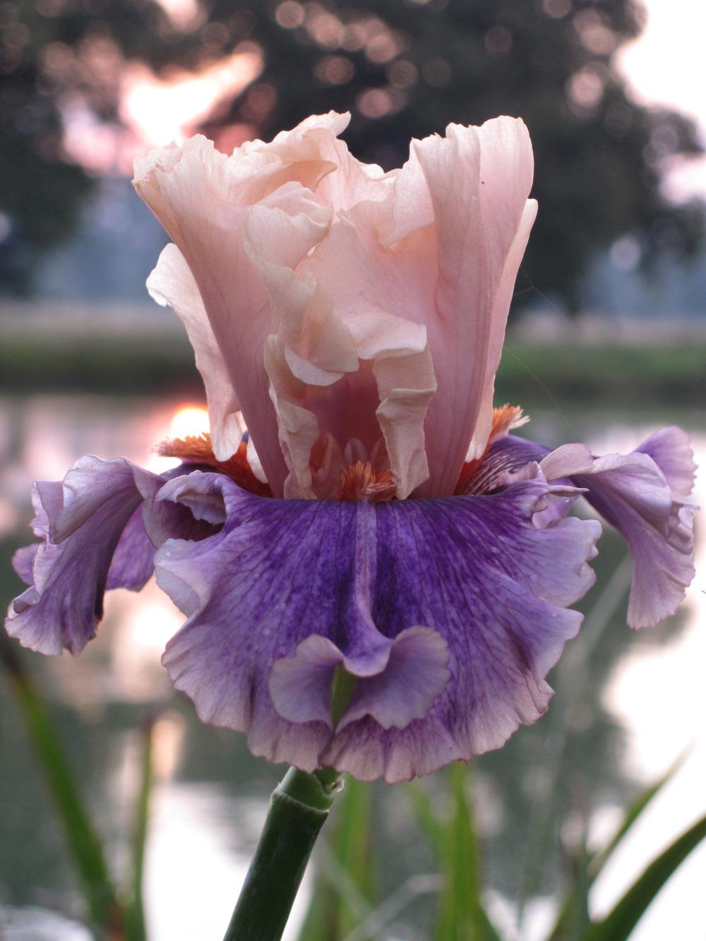 Photo of the bloom of Tall Bearded Iris (Iris 'Paris Memory') posted by ...