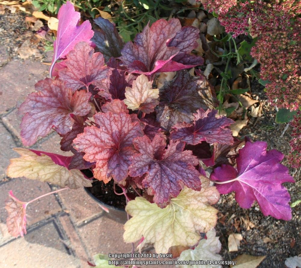 Coral Bells (Heuchera 'Carnival Watermelon') in the Coral Bells ...