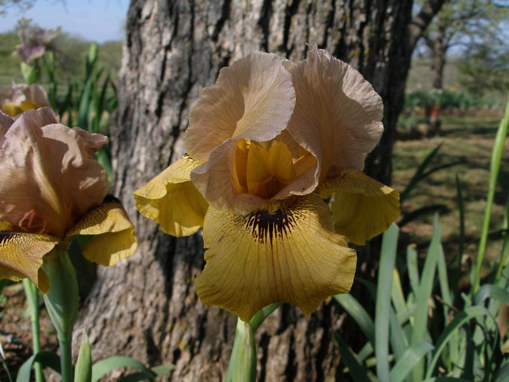 Arilbred Iris (Iris 'Bronze Age') in the Irises Database - Garden.org