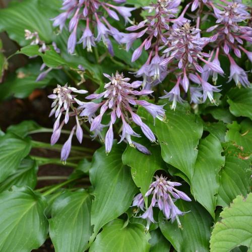 Hosta 'Raspberry Sorbet' in the Hostas Database - Garden.org