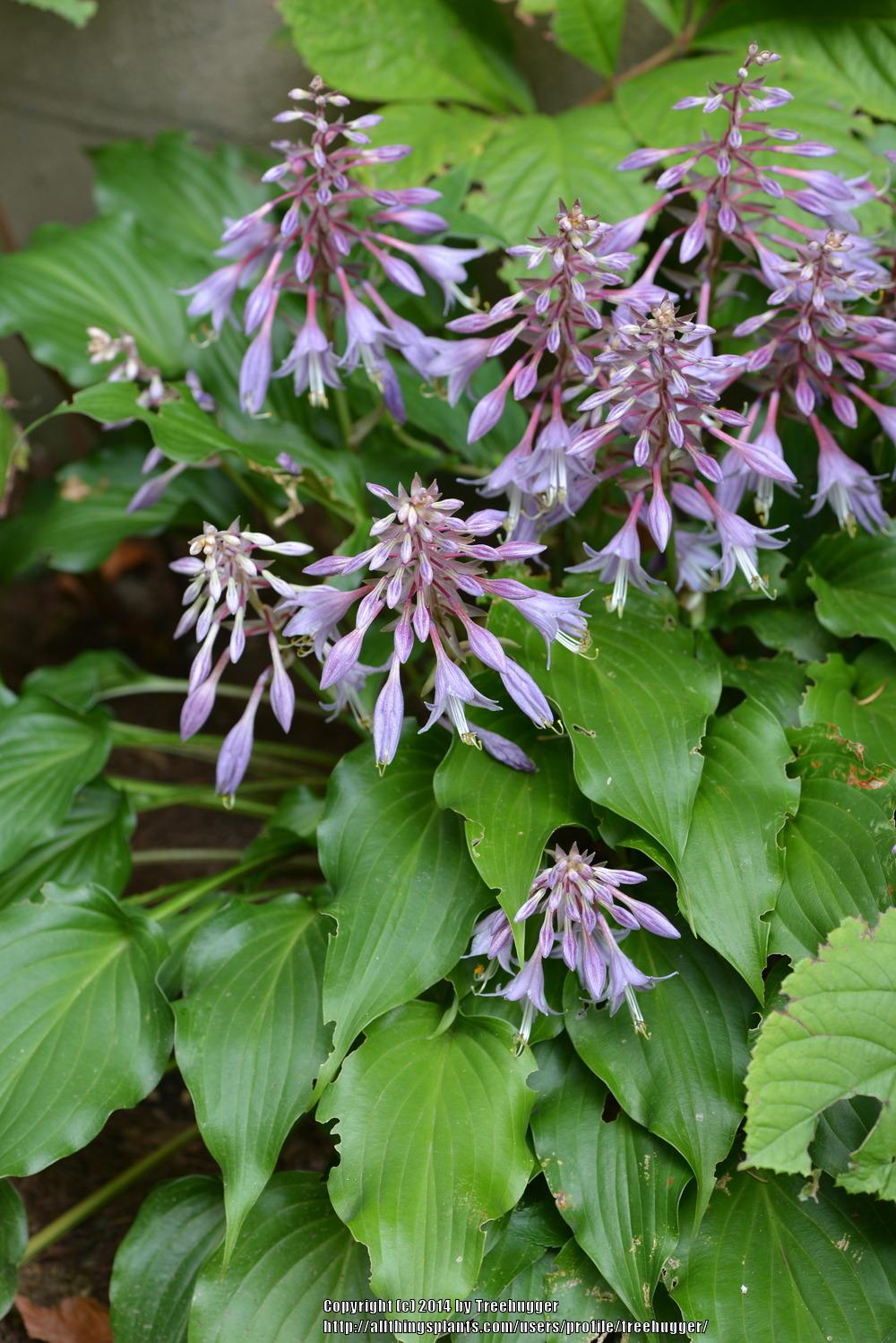 Hosta 'Raspberry Sorbet' in the Hostas Database - Garden.org