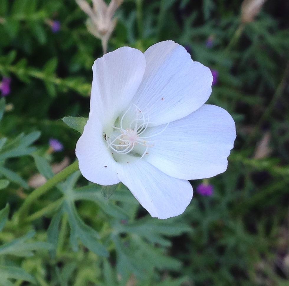 Photo of the bloom of White Flowered Poppy Mallow (Callirhoe alcaeoides ...