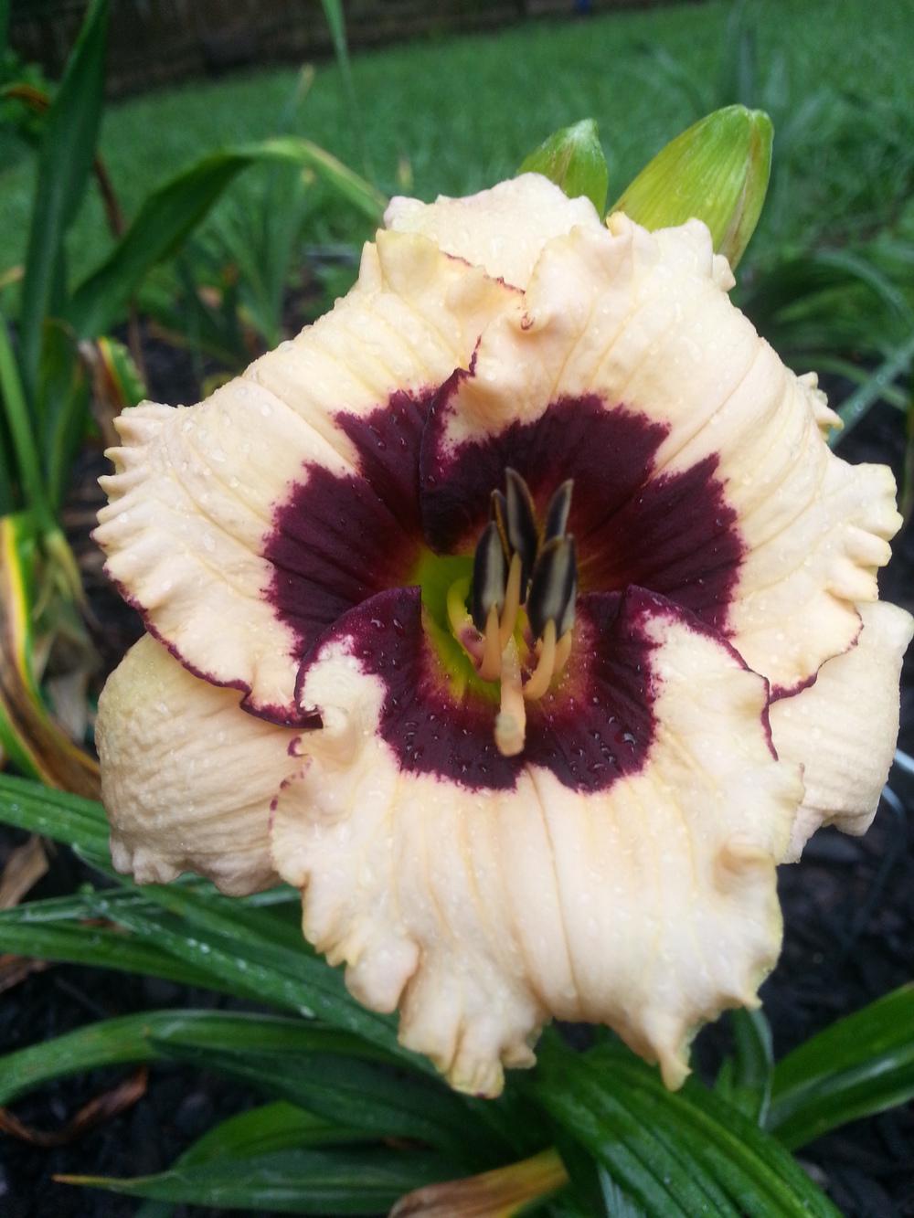 Daylily (Hemerocallis 'Mouse Eyes') in the Daylilies Database - Garden.org