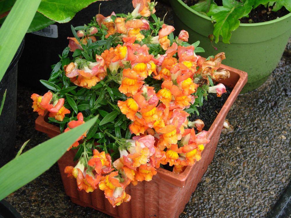 Photo of the entire plant of Snapdragon (Antirrhinum majus Solstice ...