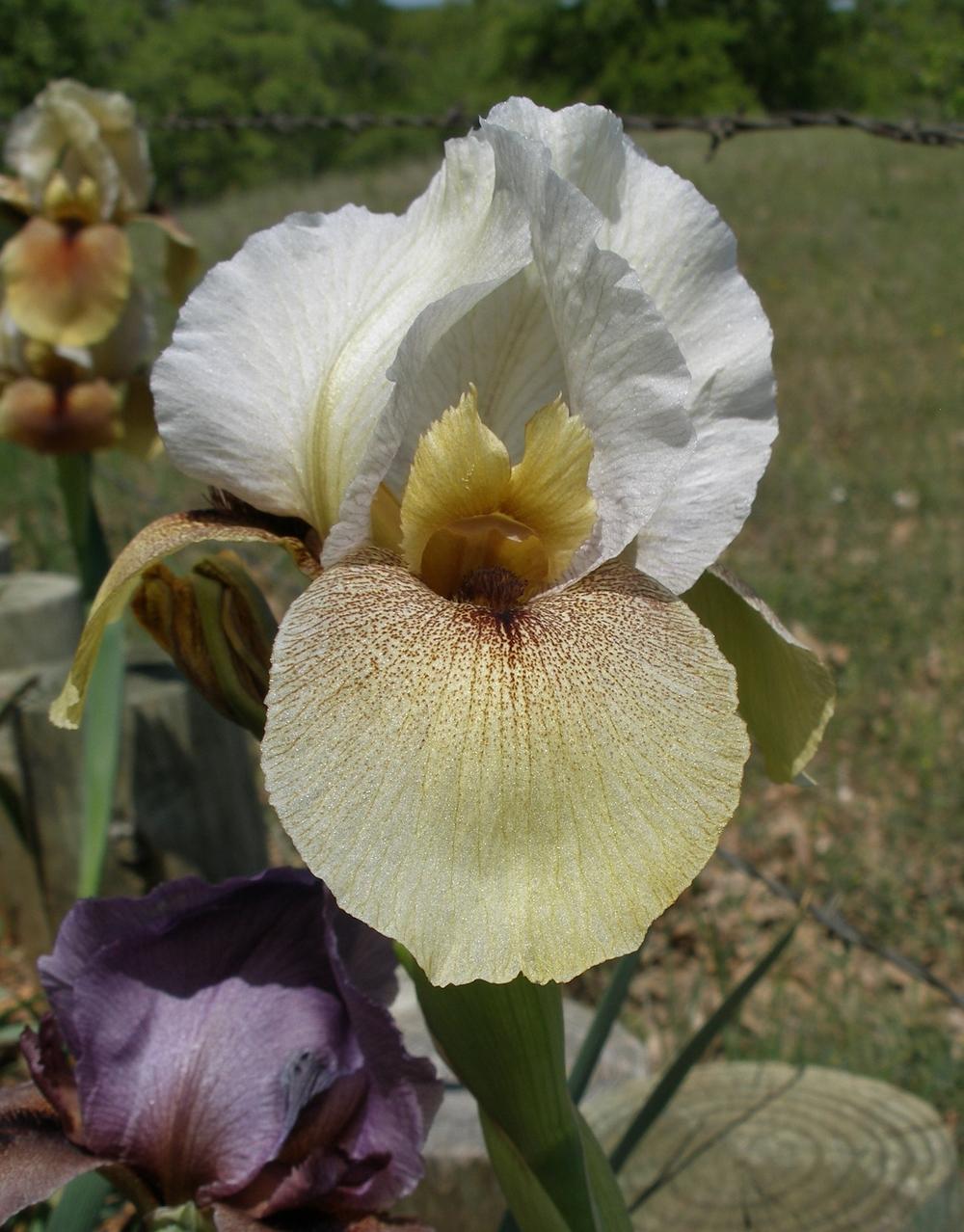 Arilbred Iris (Iris 'Lu's Child') in the Irises Database - Garden.org